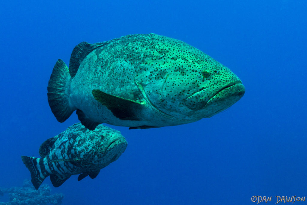 Diving / Charters - Horizon Divers