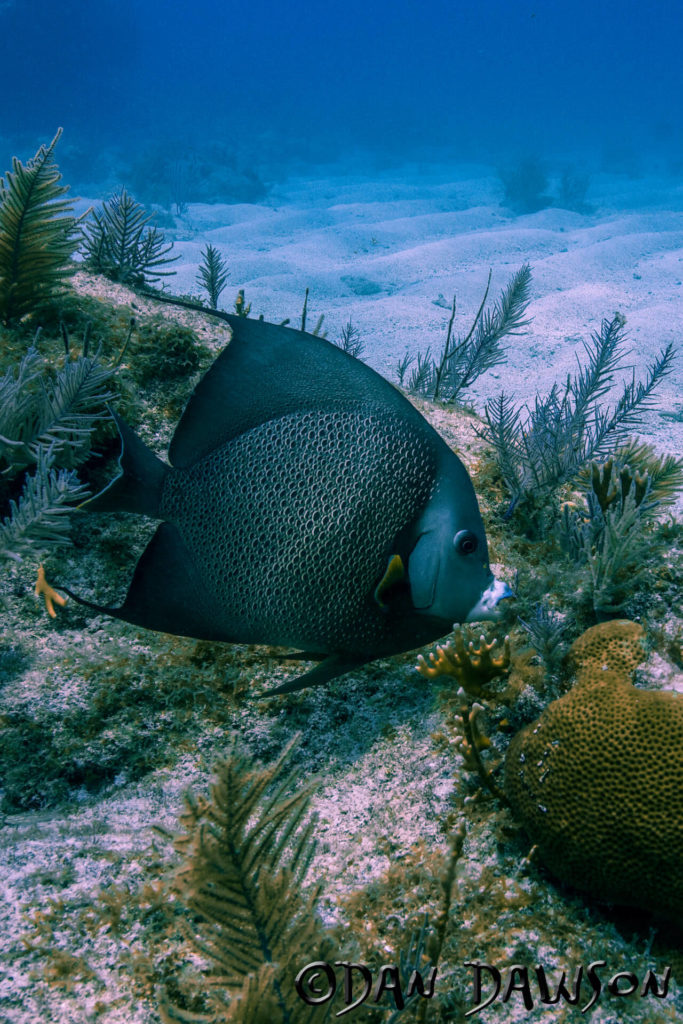 Diving / Charters - Horizon Divers